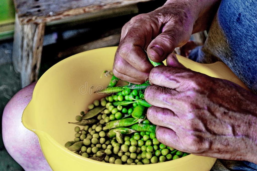 Shell Them Peas; Shuck That Corn – Voice of the Introverts